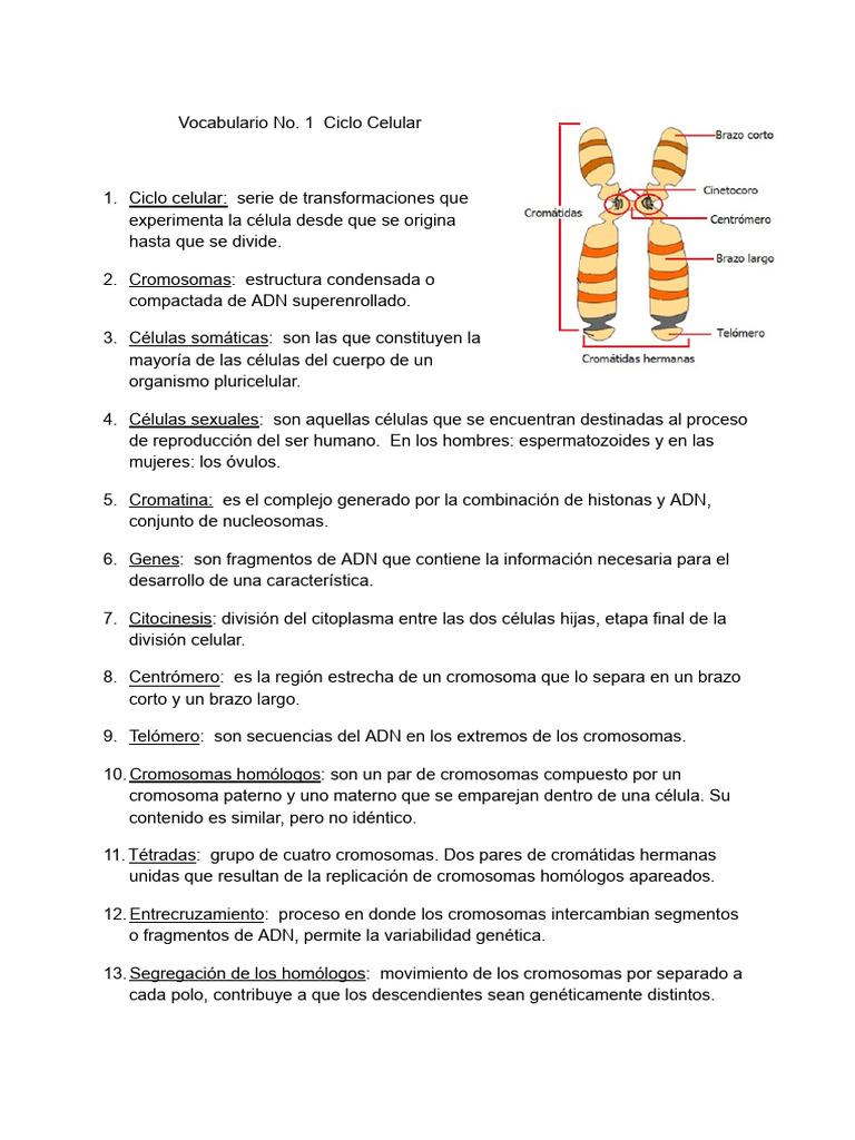 Vocabulario No 1 Ciclo Celular | PDF | Cromosoma | Mitosis