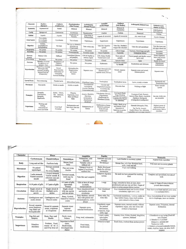 Animalia 4 Slides | PDF