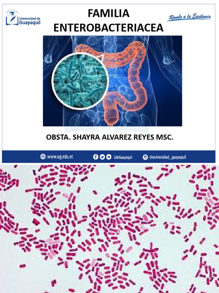 ENTEROBACTERIAS | PDF | Especialidades Medicas | Enfermedades y trastornos
