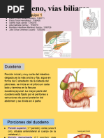 Anatomía Del Colédoco Pietrafita | PDF | Vesícula biliar ...
