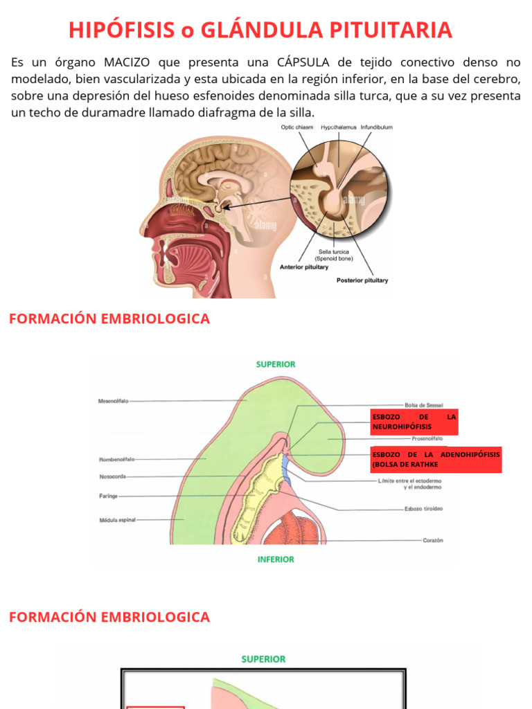 Hipófisis O Glándula Pituitaria Pdf
