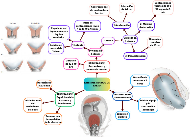 Mapa Mental. FASES DEL PARTO | PDF | Parto | Maternidad
