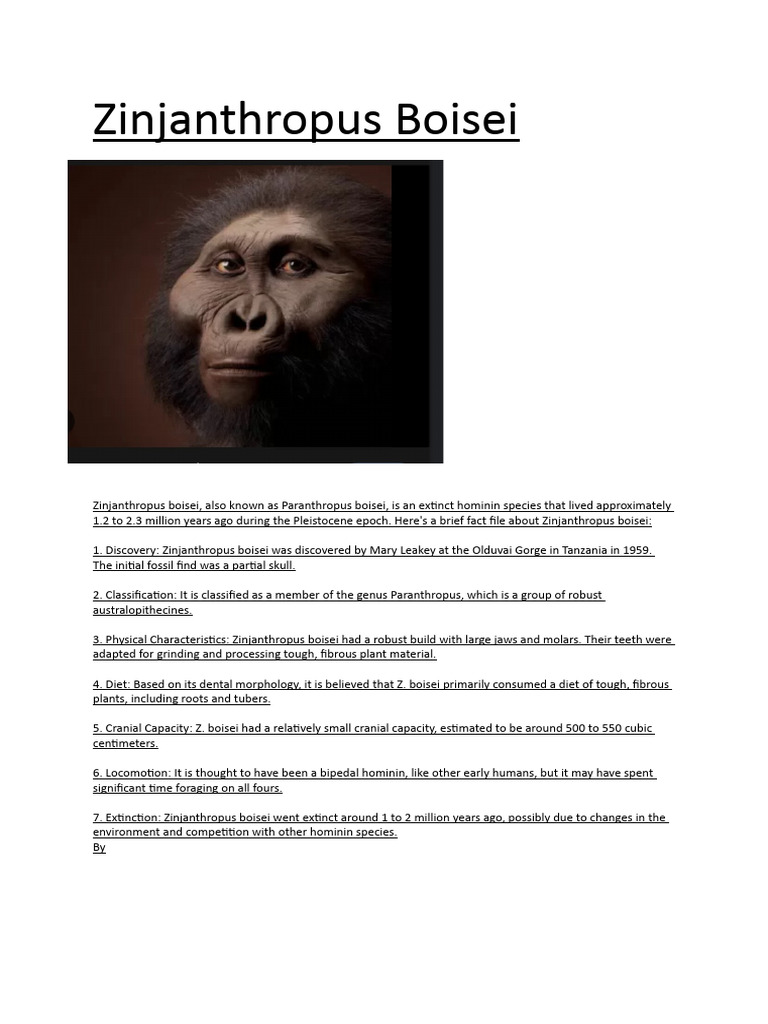 Zinjanthropus Boisei | PDF
