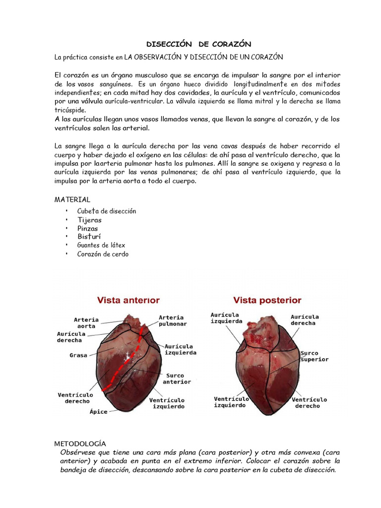 Hoja De Trabajo De Disección Del Corazón DISECCIÓN DE UN CORAZÓN,