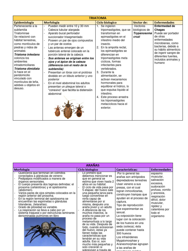 Tabla de Insectos Equipo 4 3A | PDF