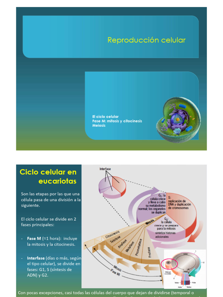Ciclo Celular | PDF