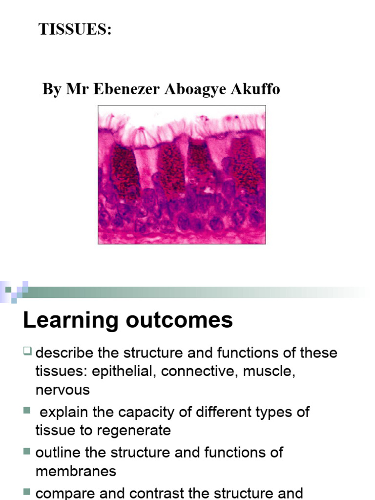Tissues (Anatomy 1) | PDF | Epithelium | Connective Tissue