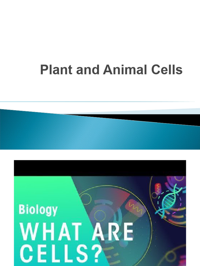 01 - 1.1a - Plant and Animal Cells | PDF | Endoplasmic Reticulum | Cell ...
