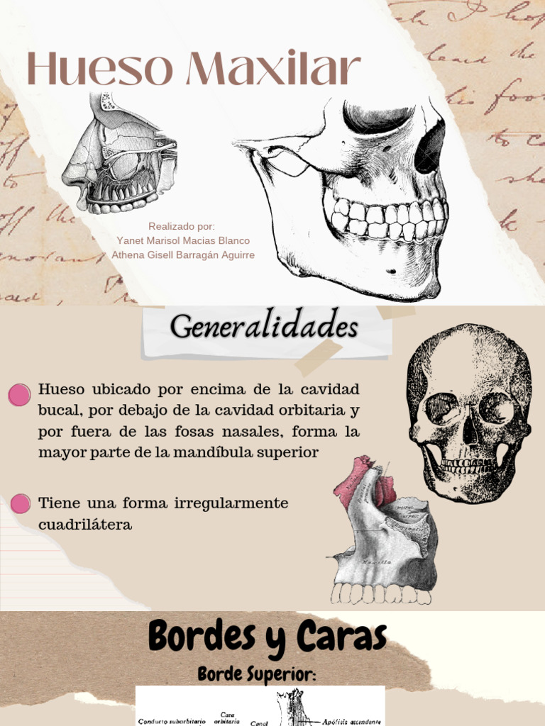 Anatomía del Hueso Maxilar Superior | PDF