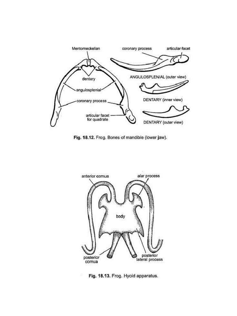 Frog Skeletal System | PDF