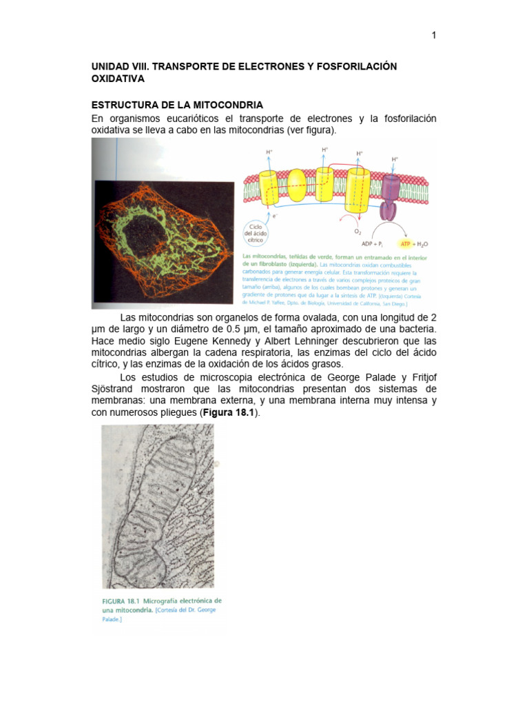 Transporte de electrones y Fosforilación | PDF | Cadena de transporte de electrones | Trifosfato ...