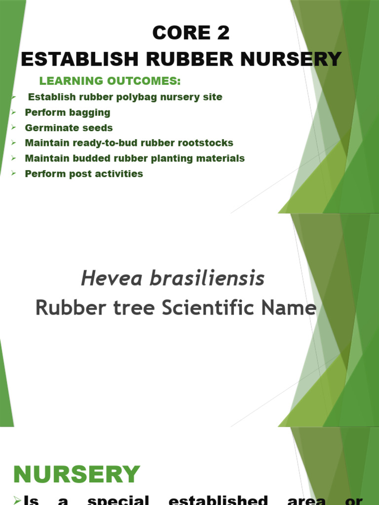 Establishing a Rubber Nursery Guide | PDF | Seed | Germination