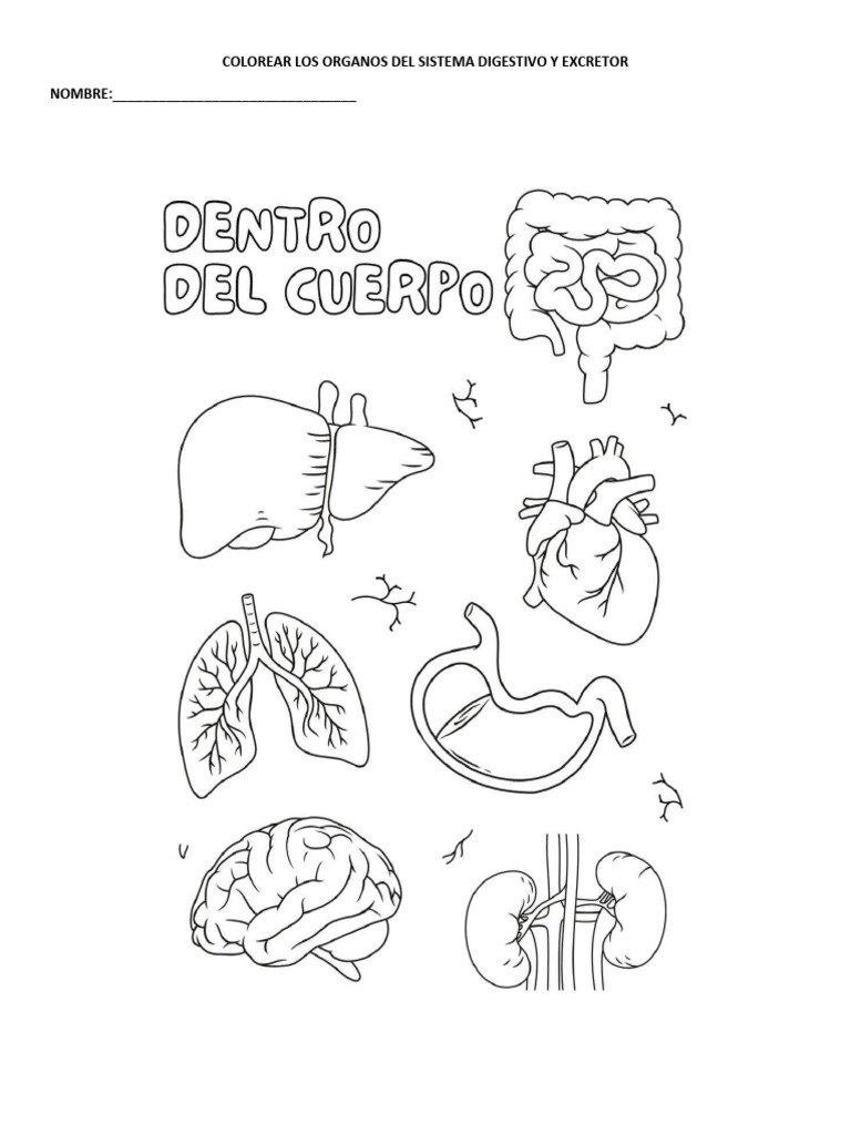 Colorear Los Organos Del Sistema Digestivo y Excretor | PDF