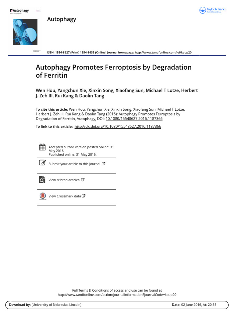 Autophagy Promotes Ferroptosis by Degradation of Ferritin | PDF