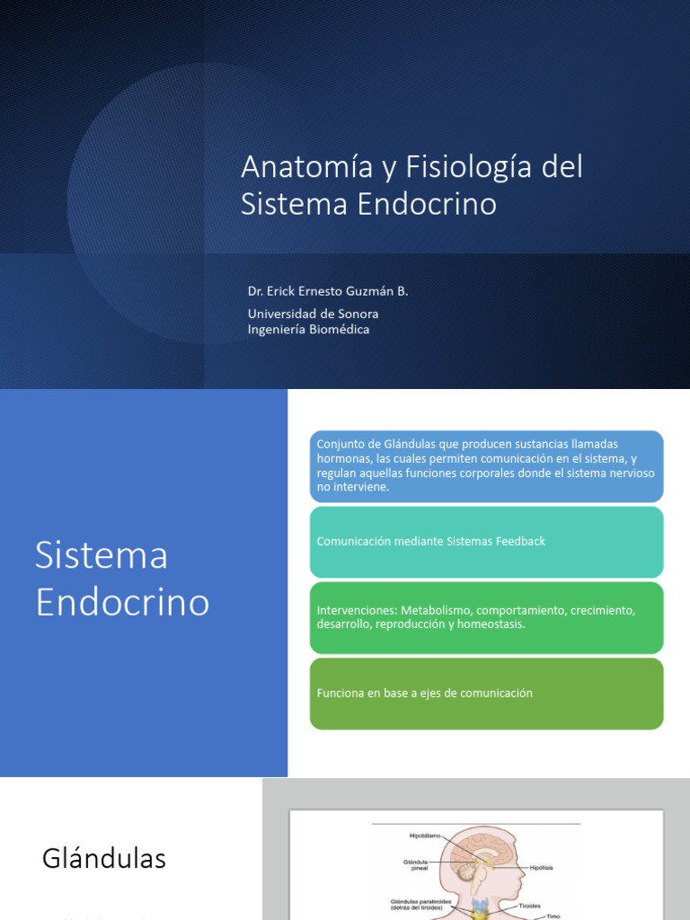 Anatomía y Fisiología Del Sistema Endocrino | PDF | Hormona | Glándula ...
