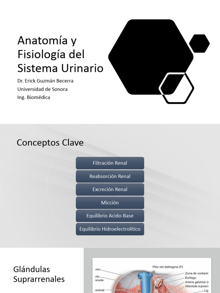 Anatomía y Fisiología Del Sistema Urinario | Descargar gratis PDF | Riñón | Excreción