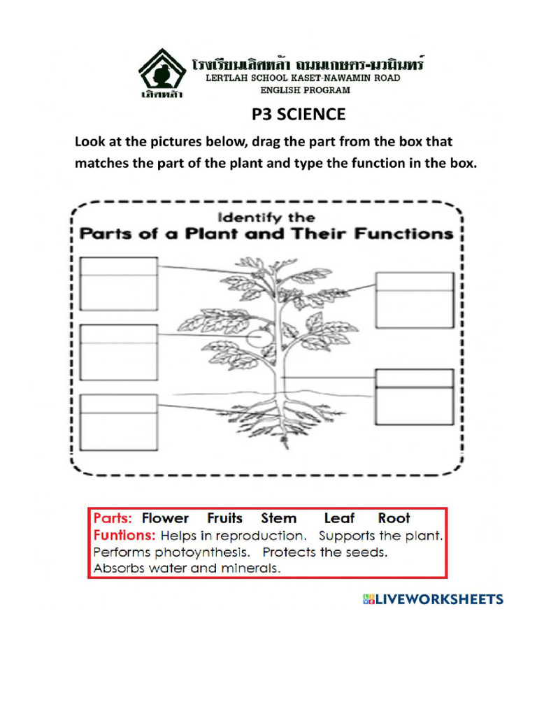 PARTS OF THE PLANT AND THEIR FUNCTIONS 1 | PDF