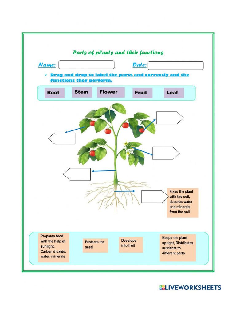 Parts of The Plant and Their Functions 3 | PDF