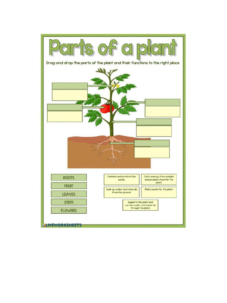 Parts of The Plant and Their Functions | PDF