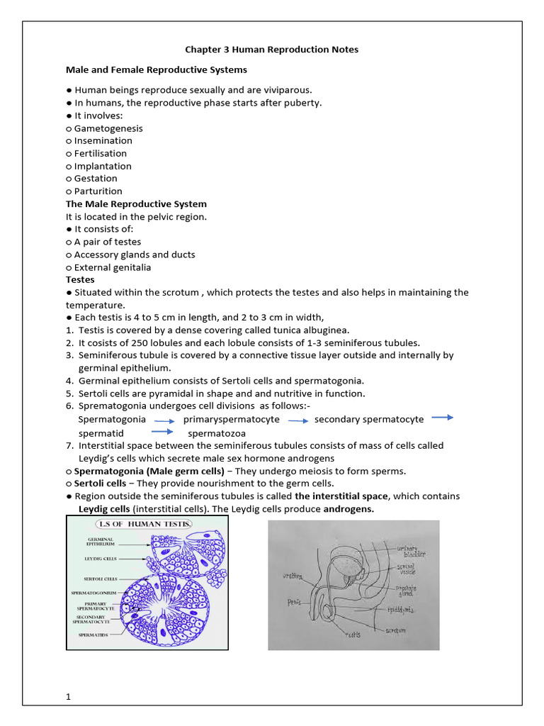 Chapter 3 Human Reproduction | PDF | Menstrual Cycle | Testicle