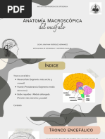 Anatomía y Funciones del Puente de Varolio | PDF | Neurociencia | Cerebro
