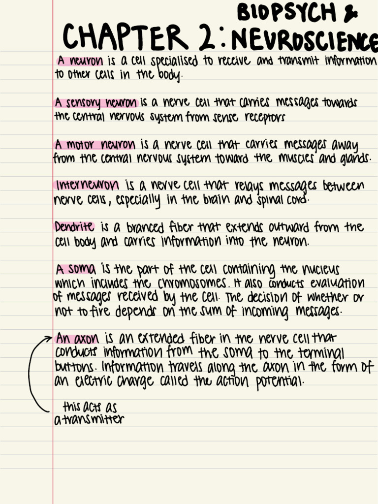 Neuroscience Basics: Neurons & Functions | PDF | Self-Improvement ...