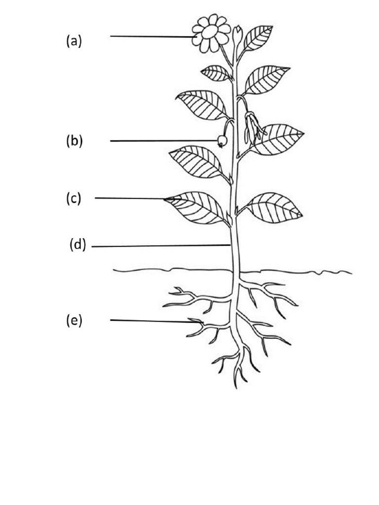 Parts of Plants - Labelling | PDF