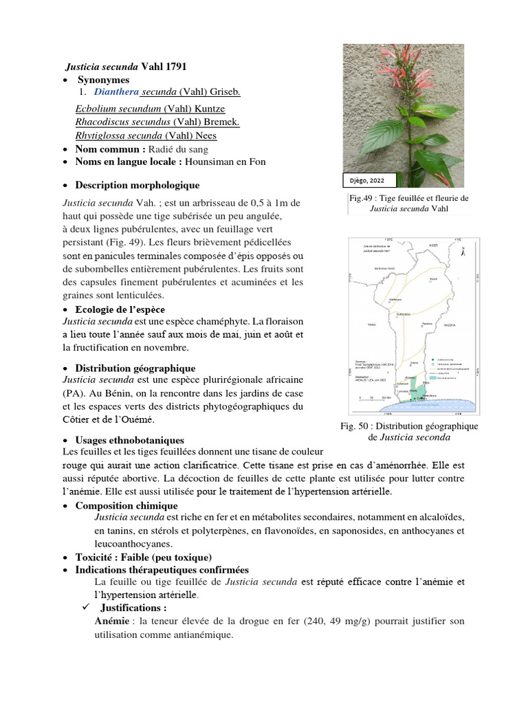 Justicia secunda : Bienfaits et Usages | PDF | Feuille | Plantes