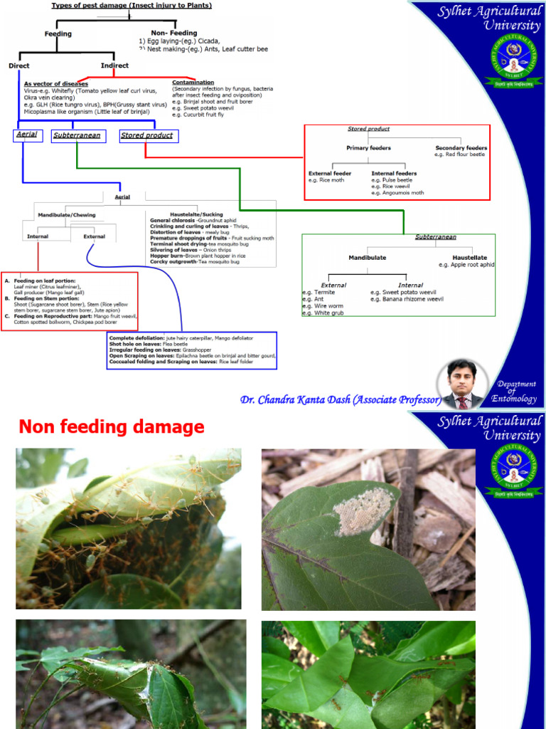 Insect Damage Types | PDF | Rice | Pest (Organism)