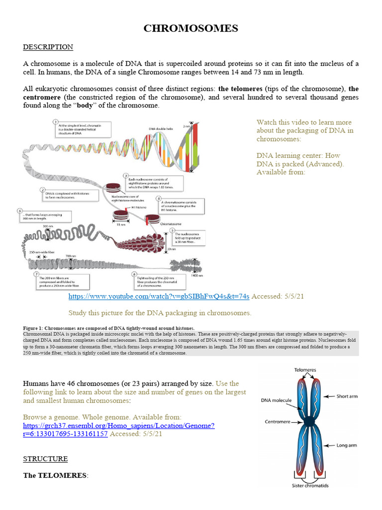 Chromosomes Worksheet | PDF | Chromosome | Ploidy
