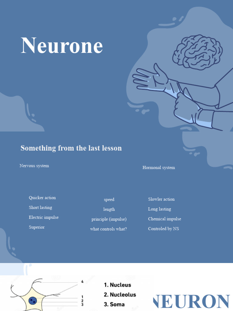 Neurone | PDF | Science & Mathematics