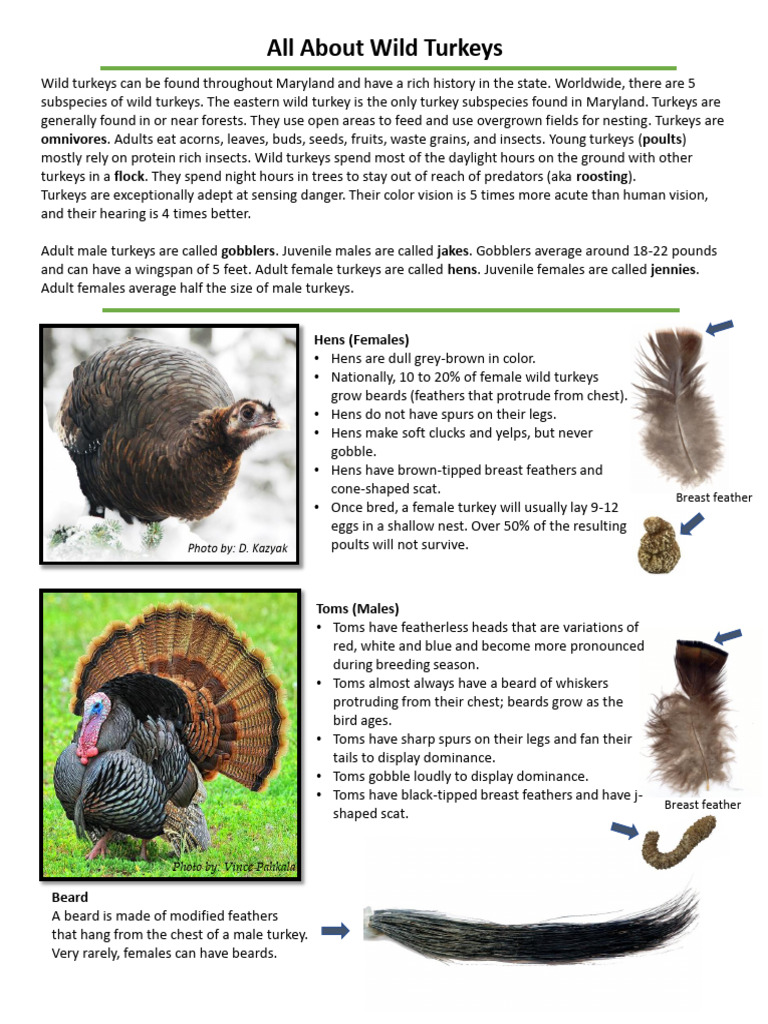 All About the WildTurkey | PDF