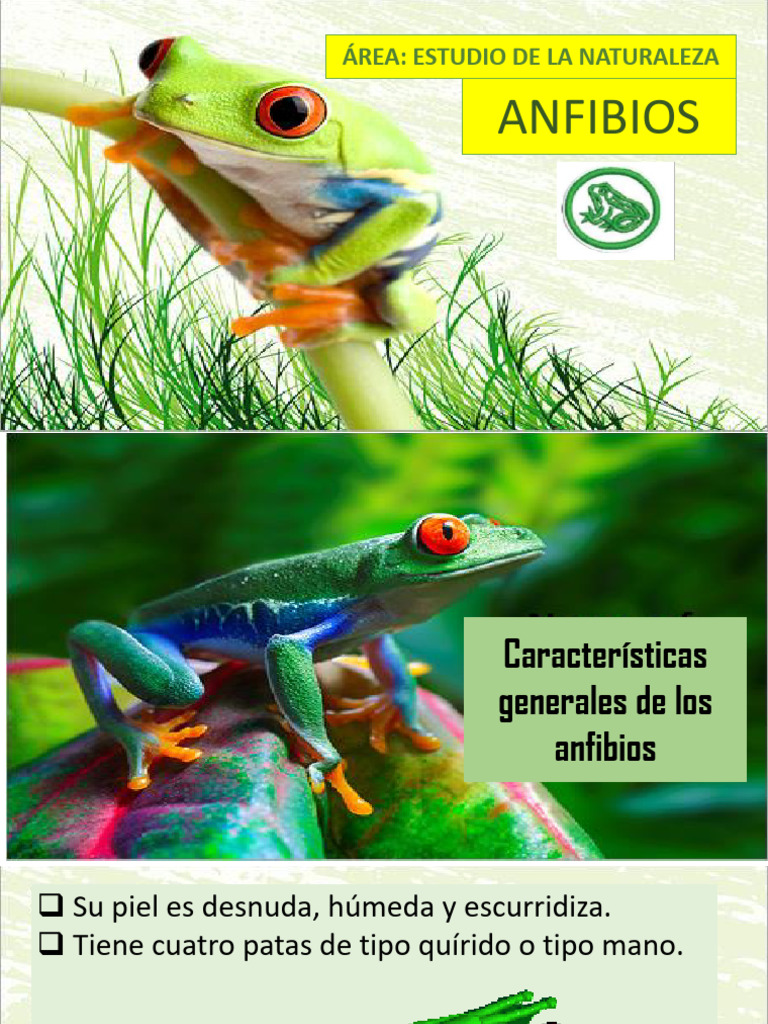 ANFIBIOS | PDF | Anfibio | Rana