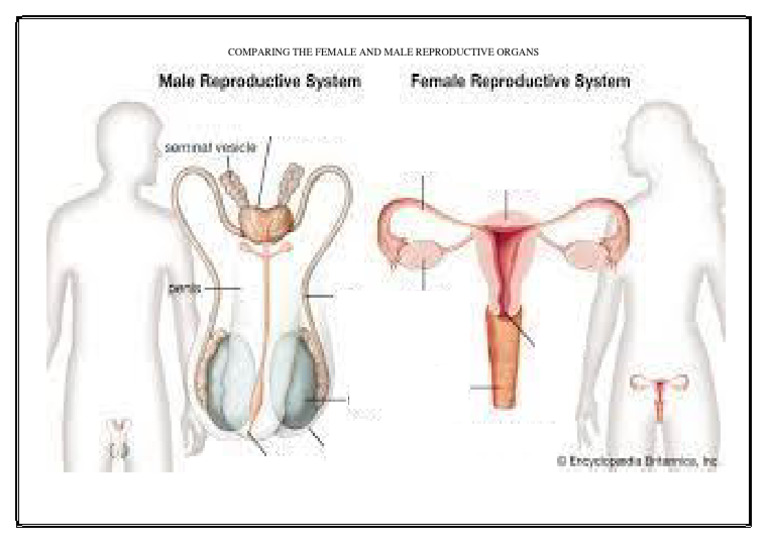 Comparing The Female And Male Reproductive Organs Pdf