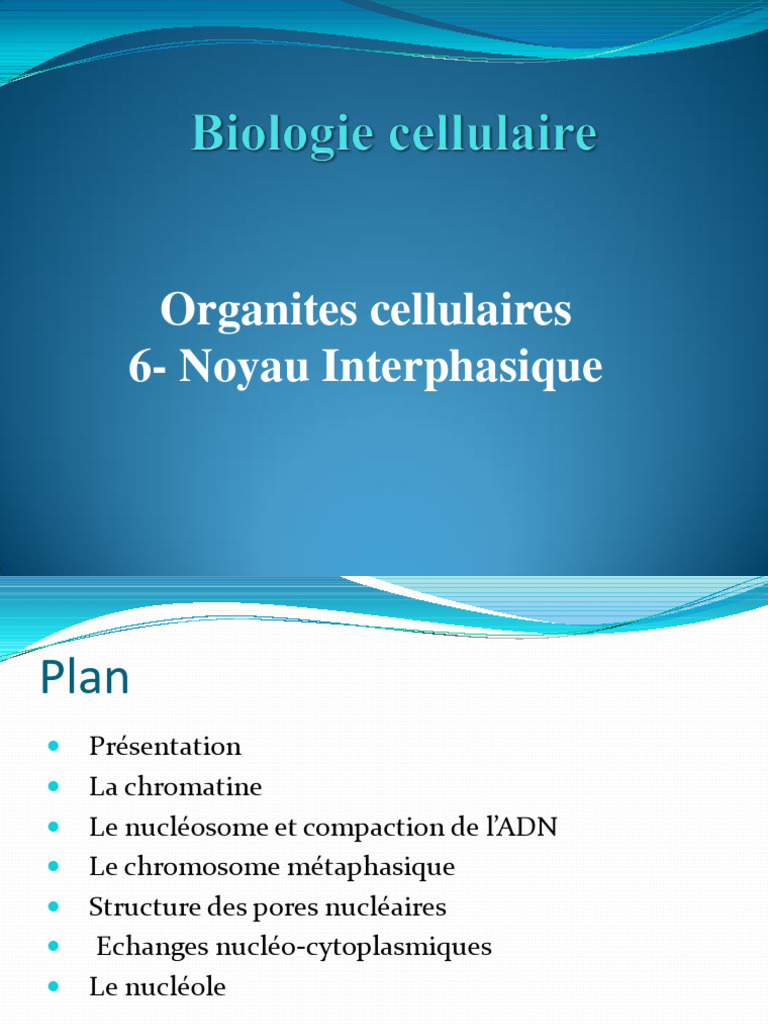 Structure et Fonction du Noyau Cellulaire | PDF | Chromosome | Noyau ...