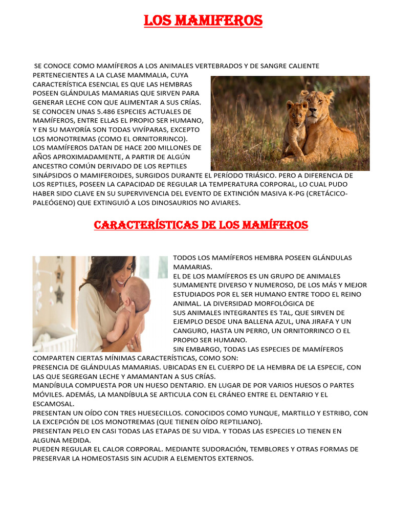 Los Mamiferos | PDF | Mamíferos