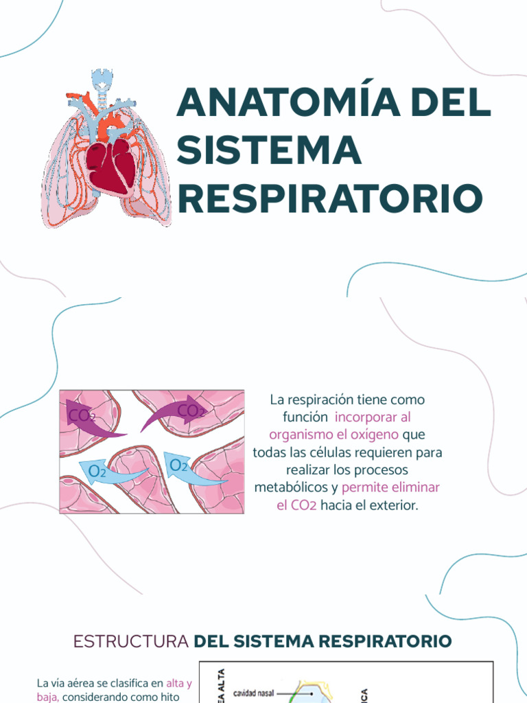 Anatomia Del Sistema Respiratorio | PDF