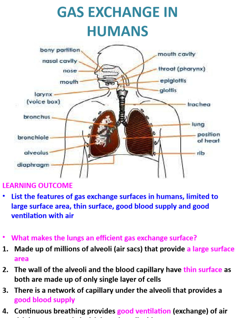 1 Gas Exchange in Humans | PDF | Breathing | Lung