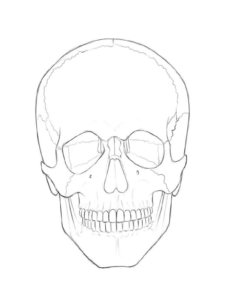 Skull | PDF