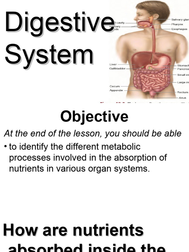Digestive and Respiratory System | PDF | Respiratory System | Gill
