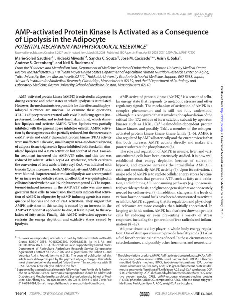 AMP-activated Protein Kinase Is Activated As A Consequence J. Biol. Chem.-2008-Gauthier-16514-24 ...