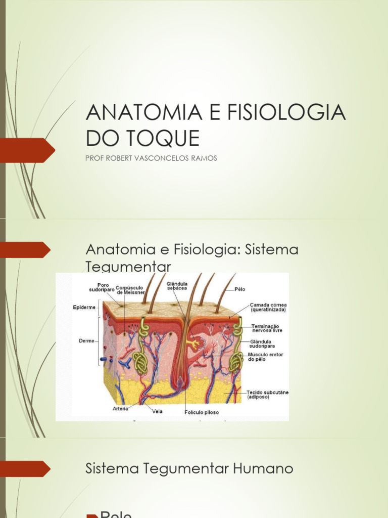 ANATOMIA E FISIOLOGIA DO TOQUE AULA 1 | PDF | Pele | Epiderme