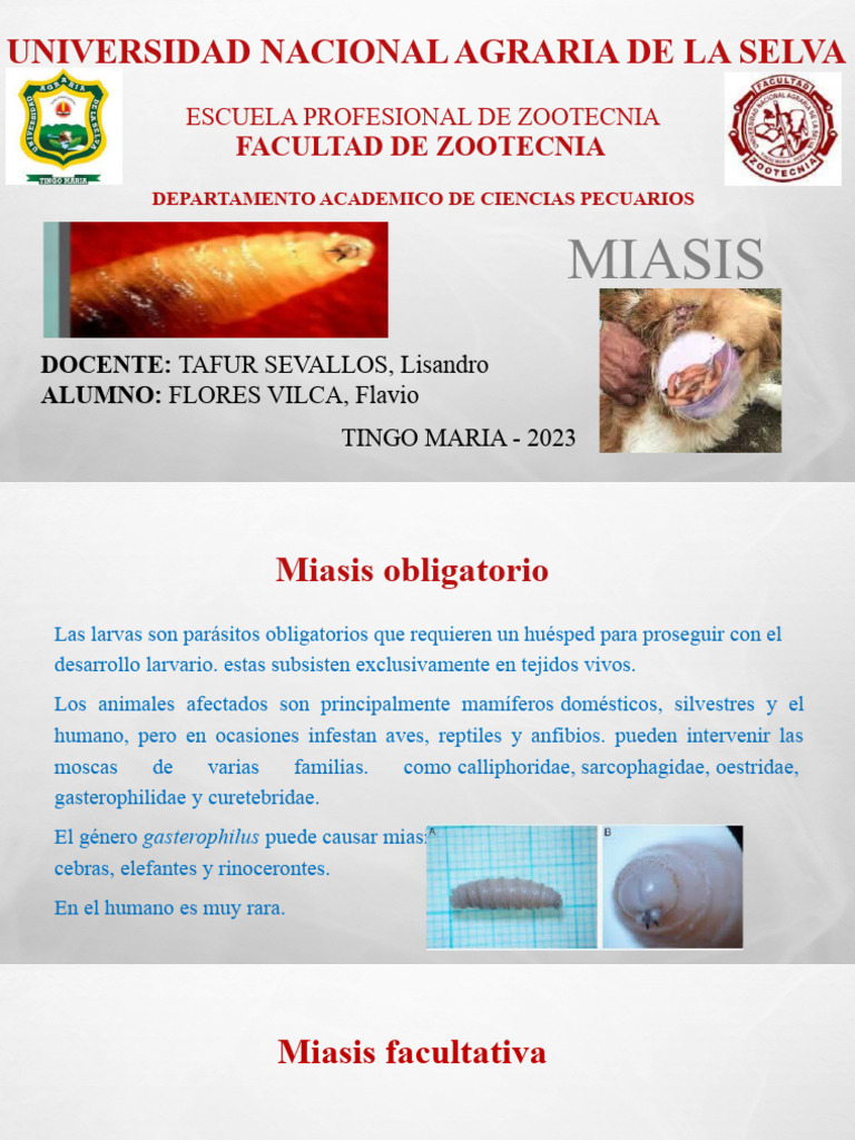 Tipos y Tratamientos de Miasis en Animales | PDF | Medicina CLINICA ...