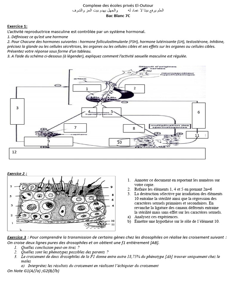 Bac Blanc 7C | PDF