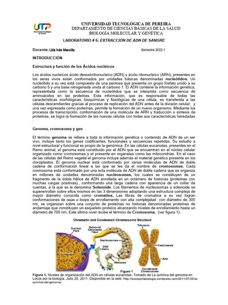 Guía Práctica Extracción de ADN 2022-1 | PDF | Cromosoma | Adn