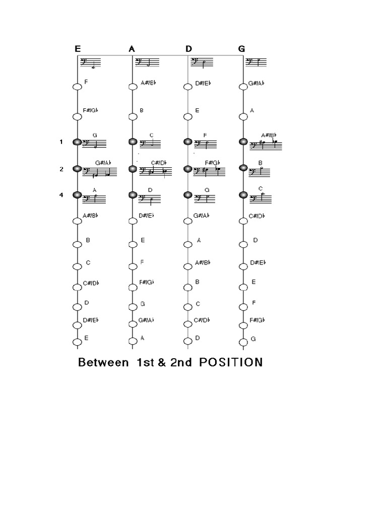 Bass Between 1st and 2nd Position | PDF