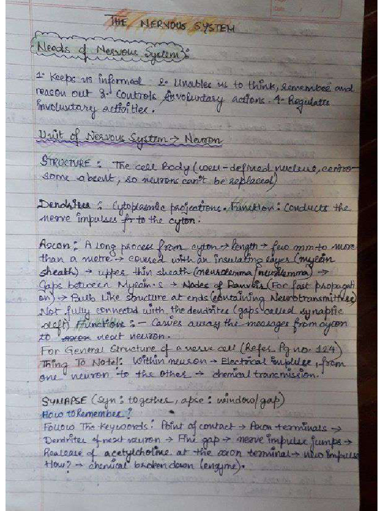 Nervous System Notes | PDF