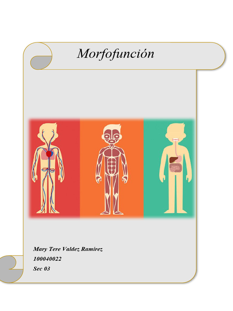 Morfofunción Final | PDF | Corazón | Sangre