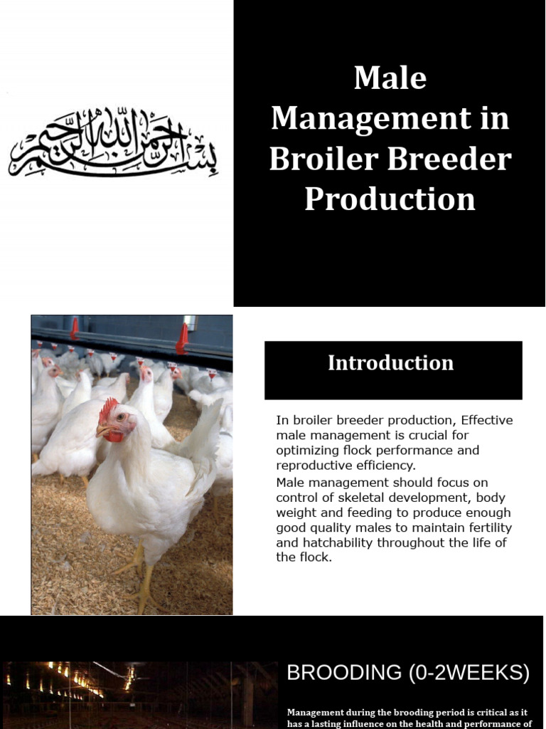 Male Management In Broiler Breeder Production Pdf Birds Broiler