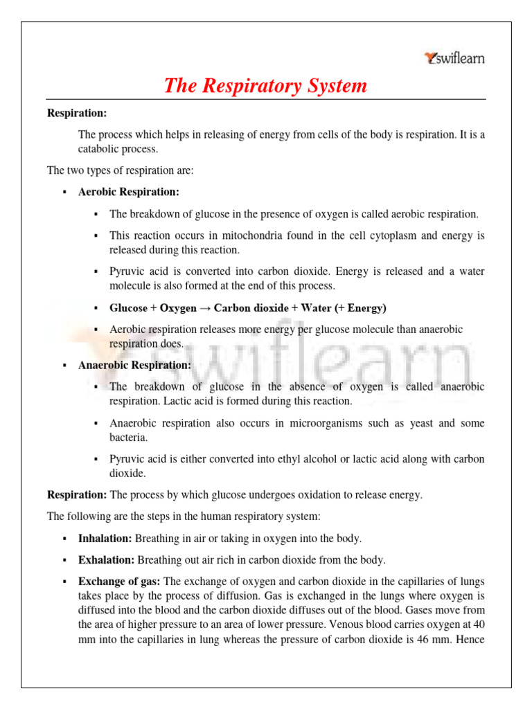 The Respiratory System | Download Free PDF | Cellular Respiration ...